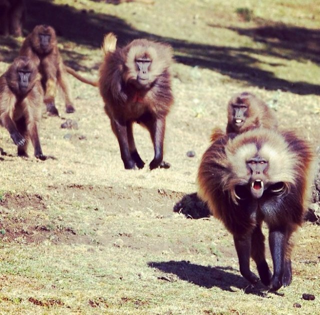 Boundless gelada monkeys chase one another. Photo shot in northern ...
