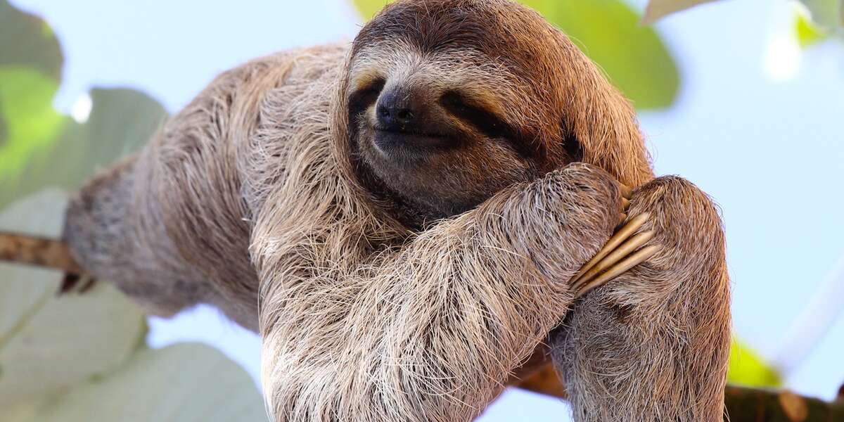 11 Sloths Who Are Totally You And Your Co-Workers - The Dodo