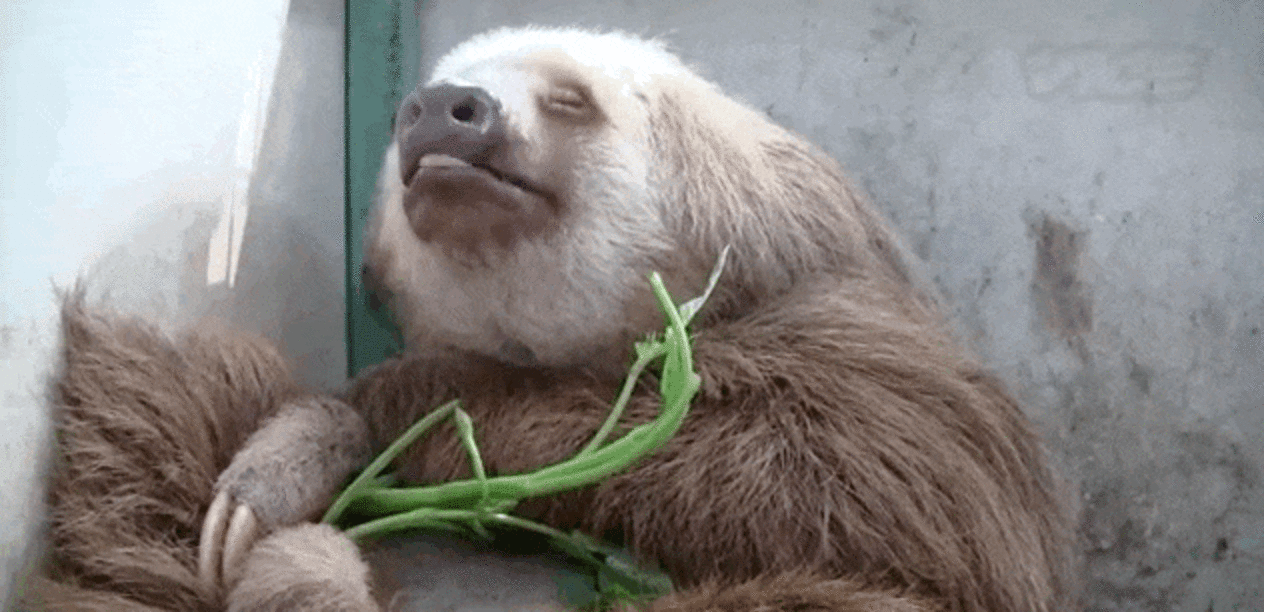 11 Sloths Who Are Totally You And Your Co-Workers - The Dodo
