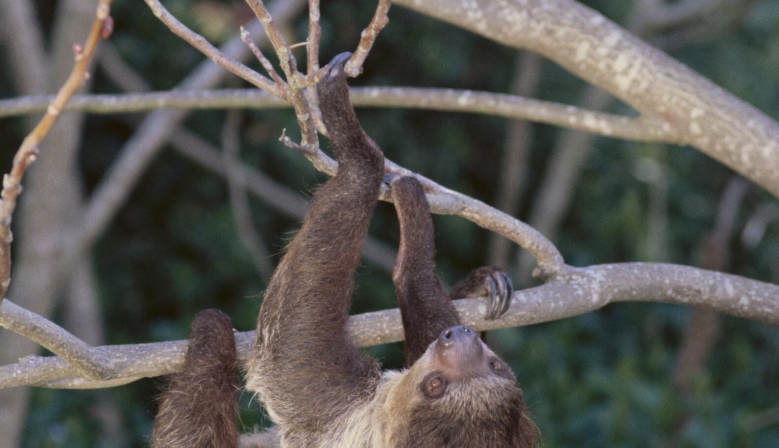 11 Sloths Who Are Totally You And Your Co-Workers - The Dodo