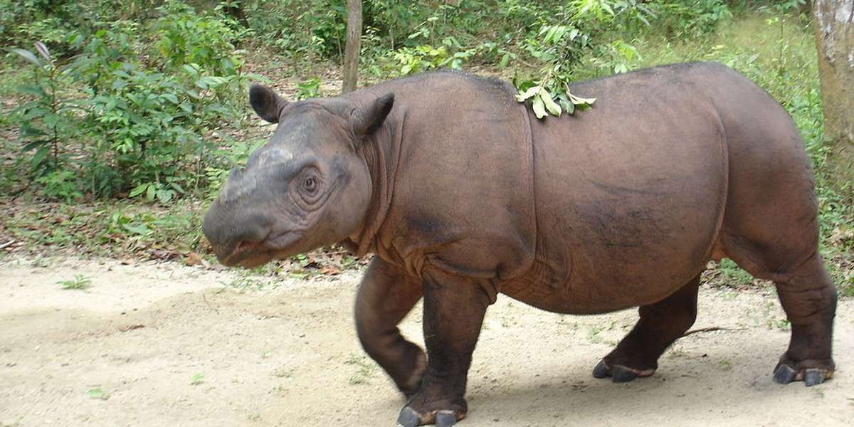 Rhino Brothers Can Save Their Species From Extinction - The Dodo