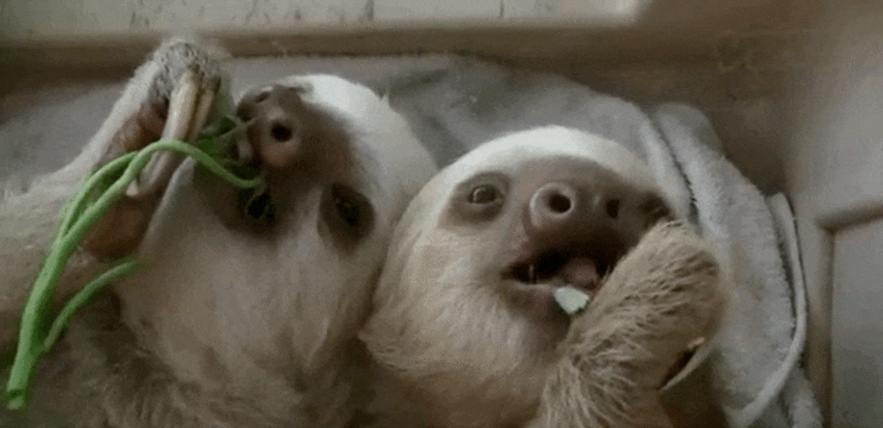 11 Sloths Who Are Totally You And Your Co-Workers - The Dodo