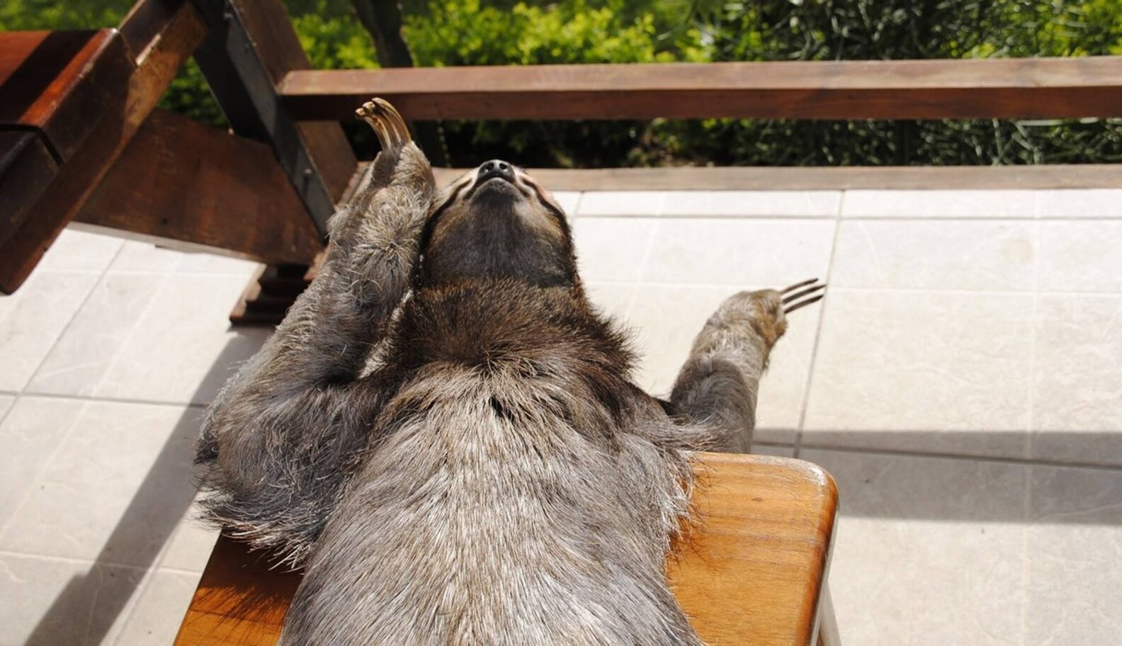 11 Sloths Who Are Totally You And Your Co-Workers - The Dodo