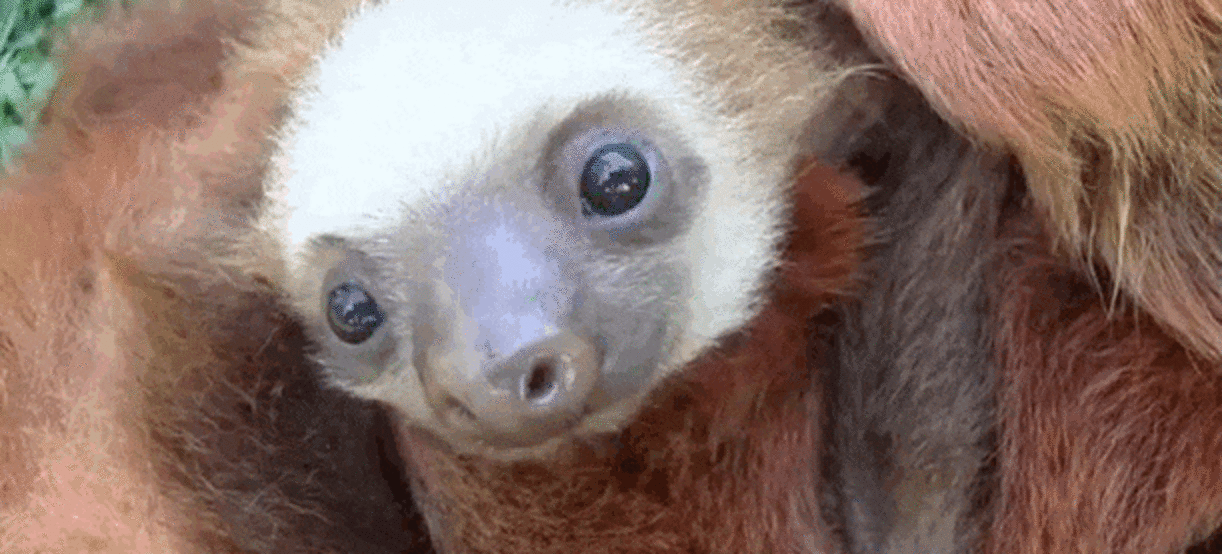 11 Sloths Who Are Totally You And Your Co-Workers - The Dodo