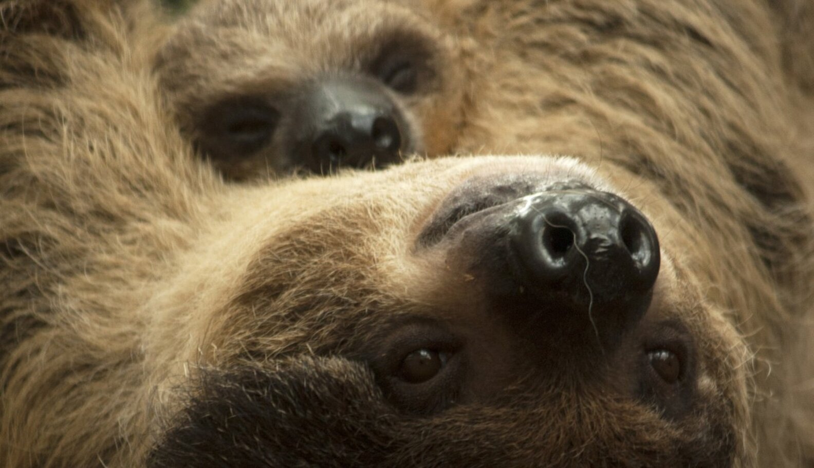 11 Sloths Who Are Totally You And Your Co-Workers - The Dodo