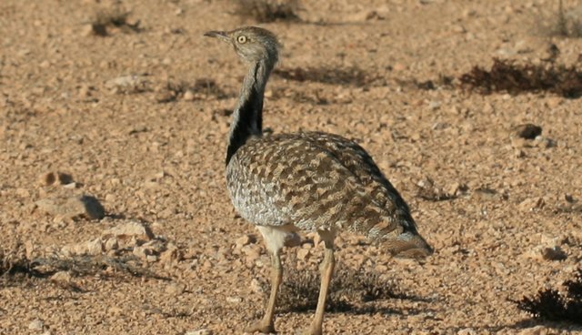 Afghan Police Shoot Rare Bird They Thought Had A Bomb - The Dodo