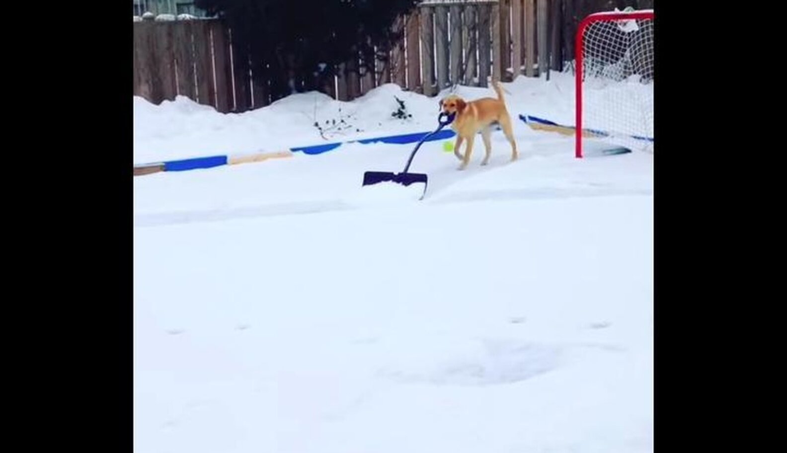Helpful Dog Tries To Shovel Her Family's Backyard - The Dodo