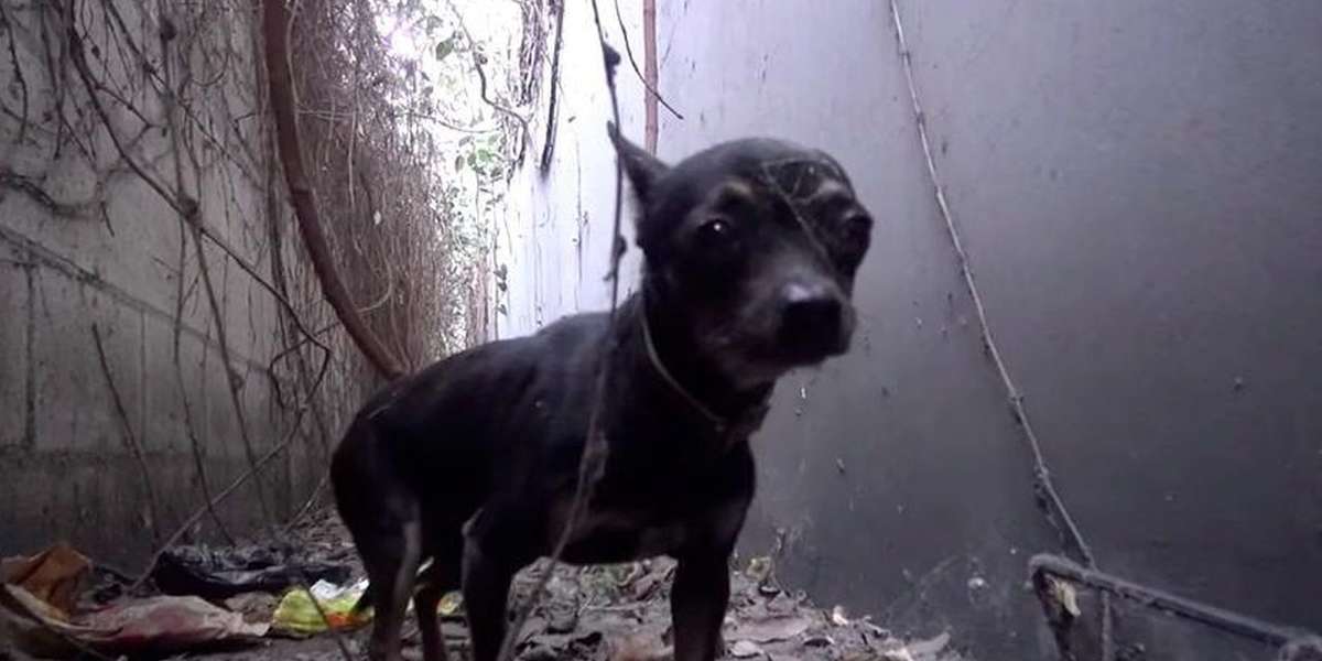 Terrified Little Dog Rescued From Worst Place Imaginable - The Dodo