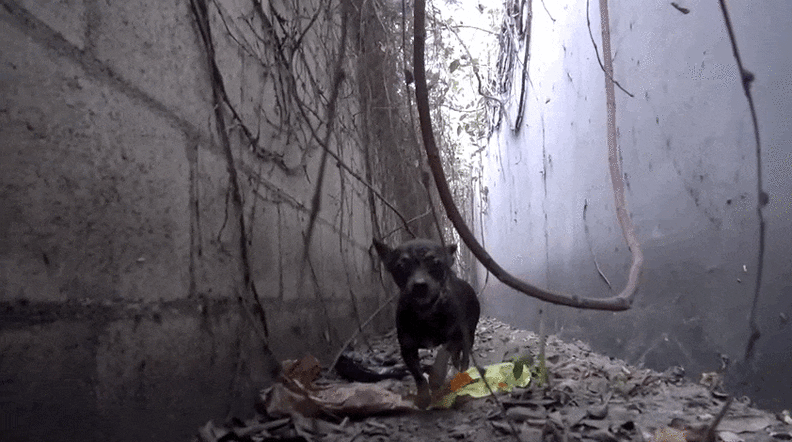 Terrified Little Dog Rescued From Worst Place Imaginable - The Dodo
