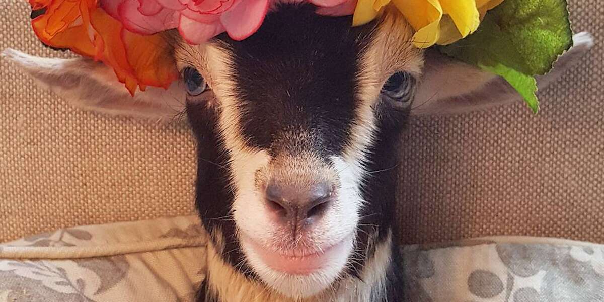 Blind Baby Goat Is Learning To Love Life - Videos - The Dodo