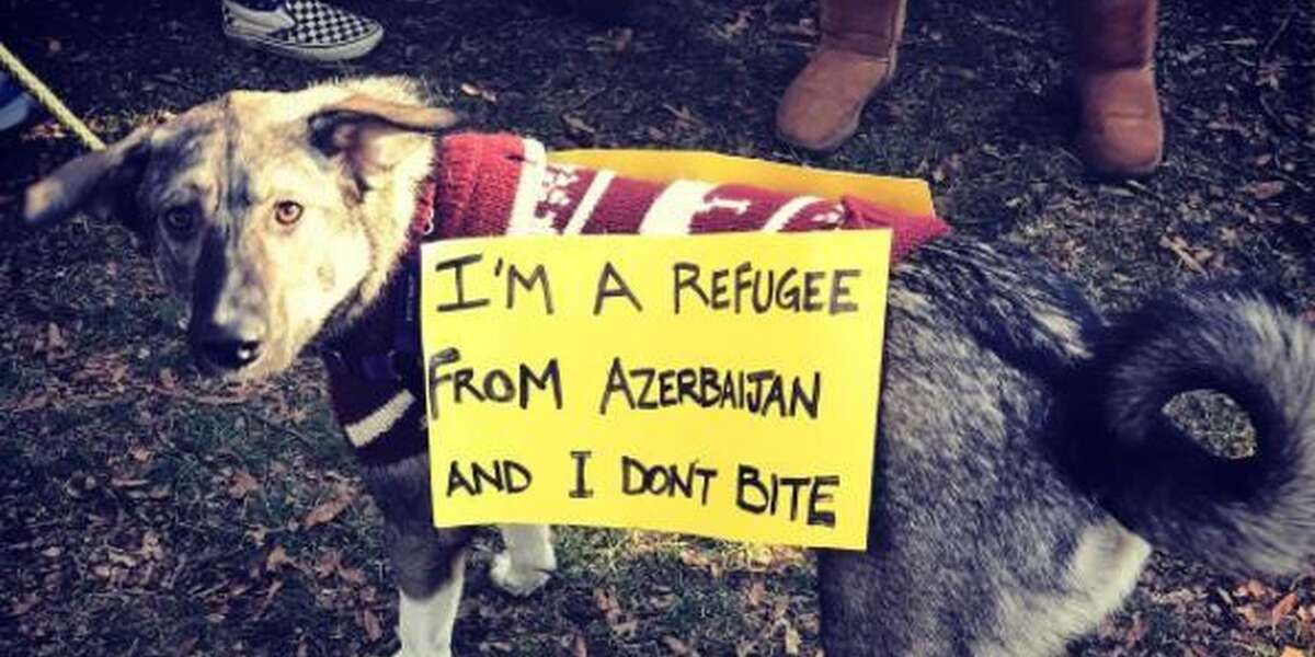 Dogs Who Know Love Always Trumps Hate - The Dodo