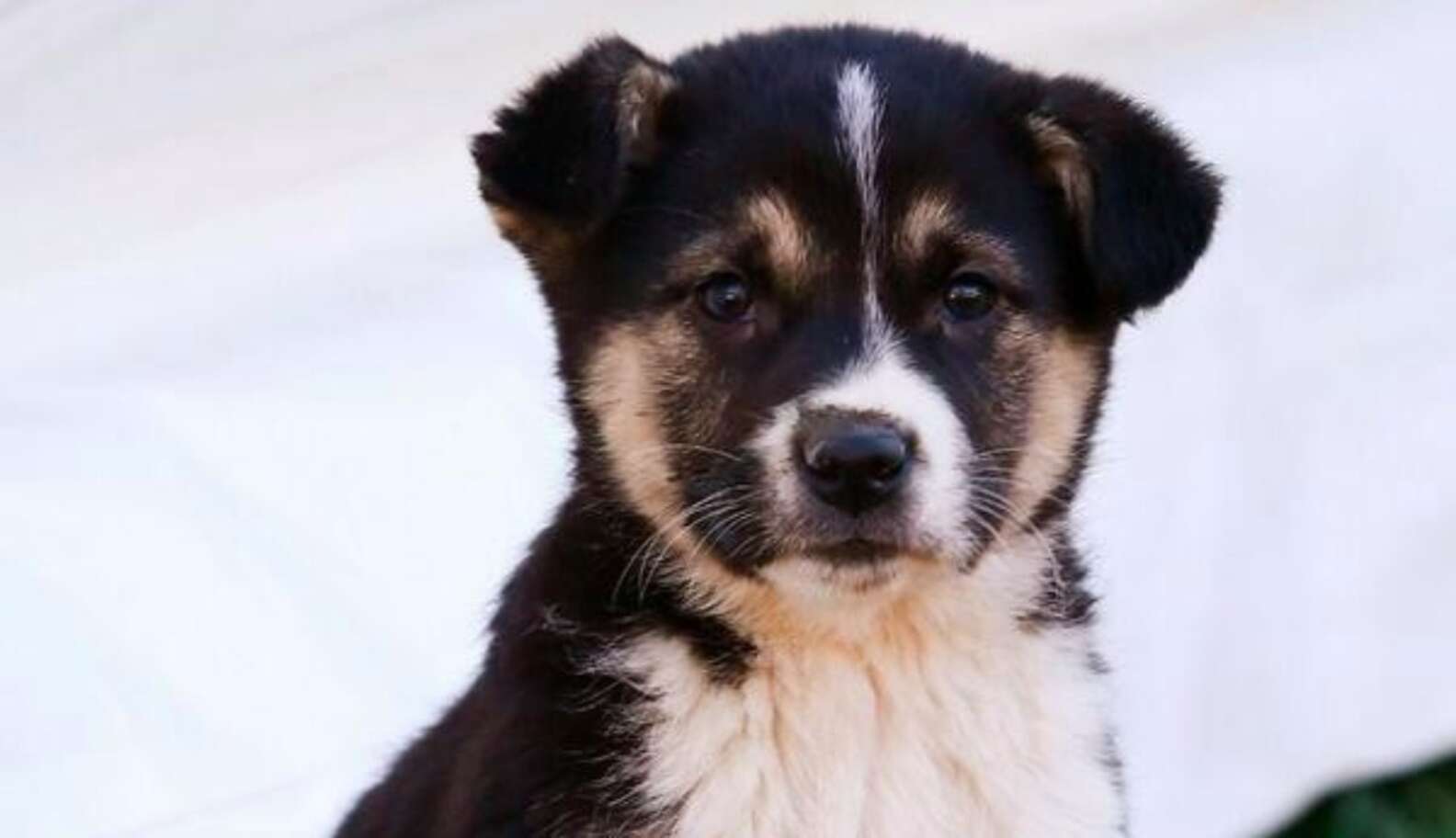 Man Drives 20 Hours, Saves 11 Sochi Strays - The Dodo