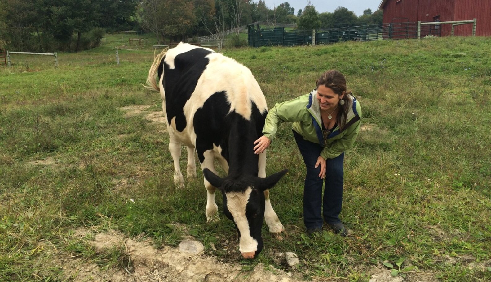 Feel Young Again, Pet A Cow - The Dodo