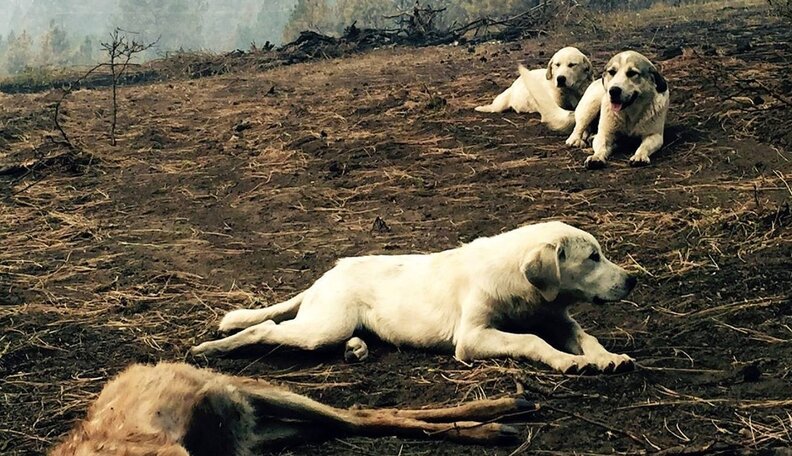 Dogs Stand Guard For Hours To Protect A Fallen Fawn - The Dodo