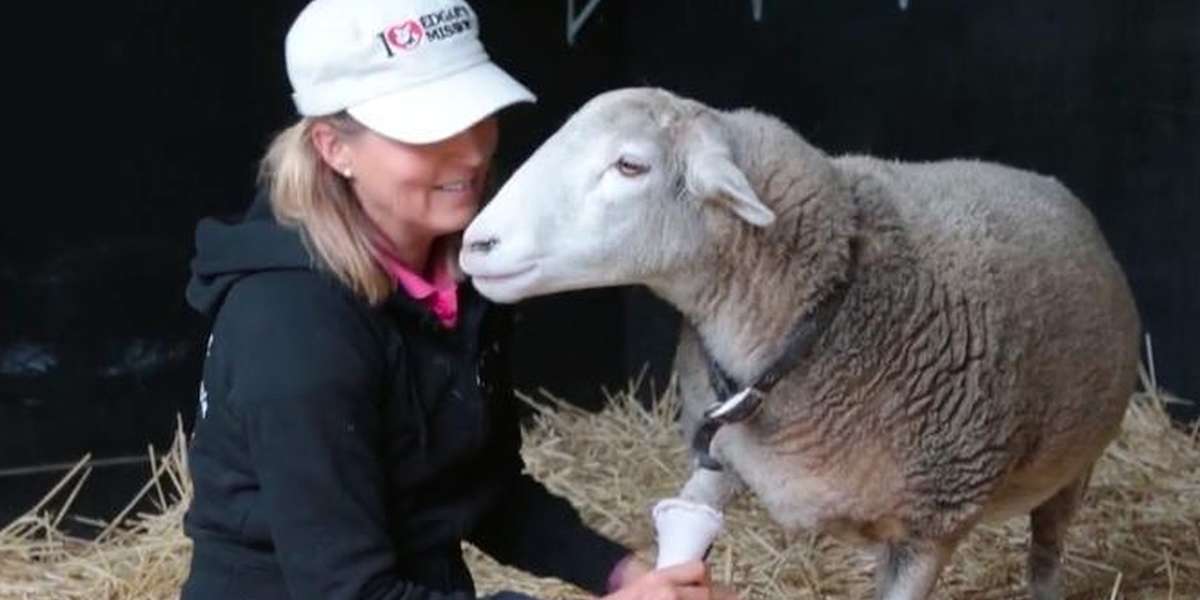 Are Sheep Feet Worth It