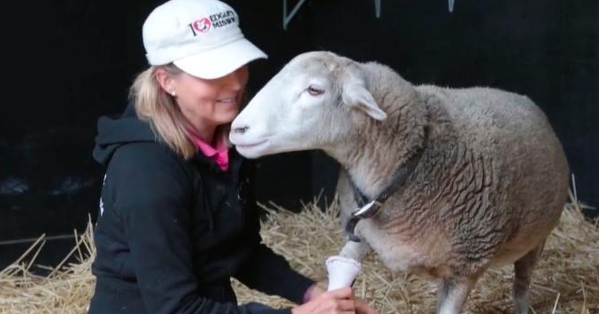 Gentle Sheep Born Without Feet Can Now Run Around With Her Friends ...