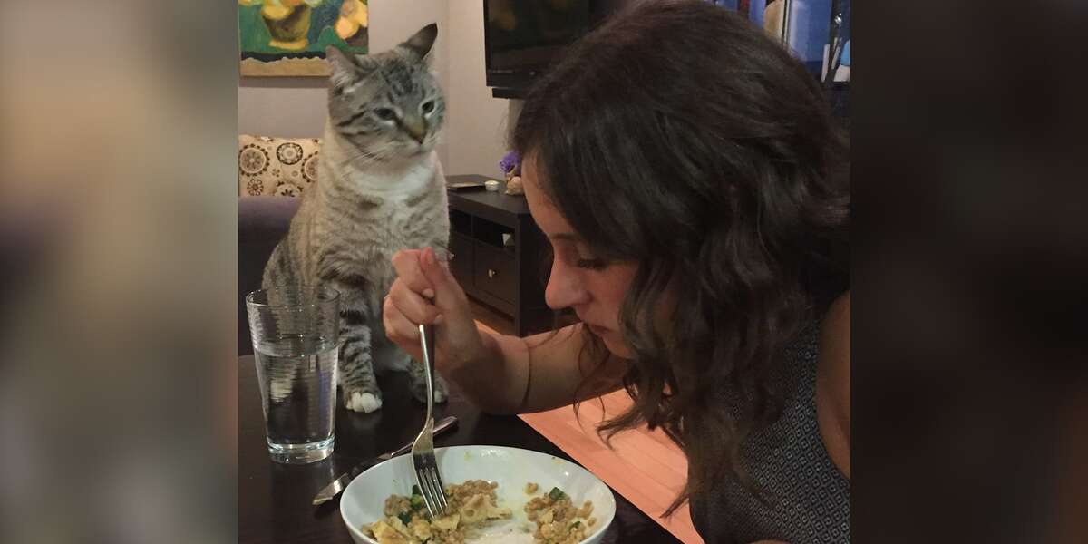 Cat Stares At His Parents Every Time They Eat - Videos - The Dodo