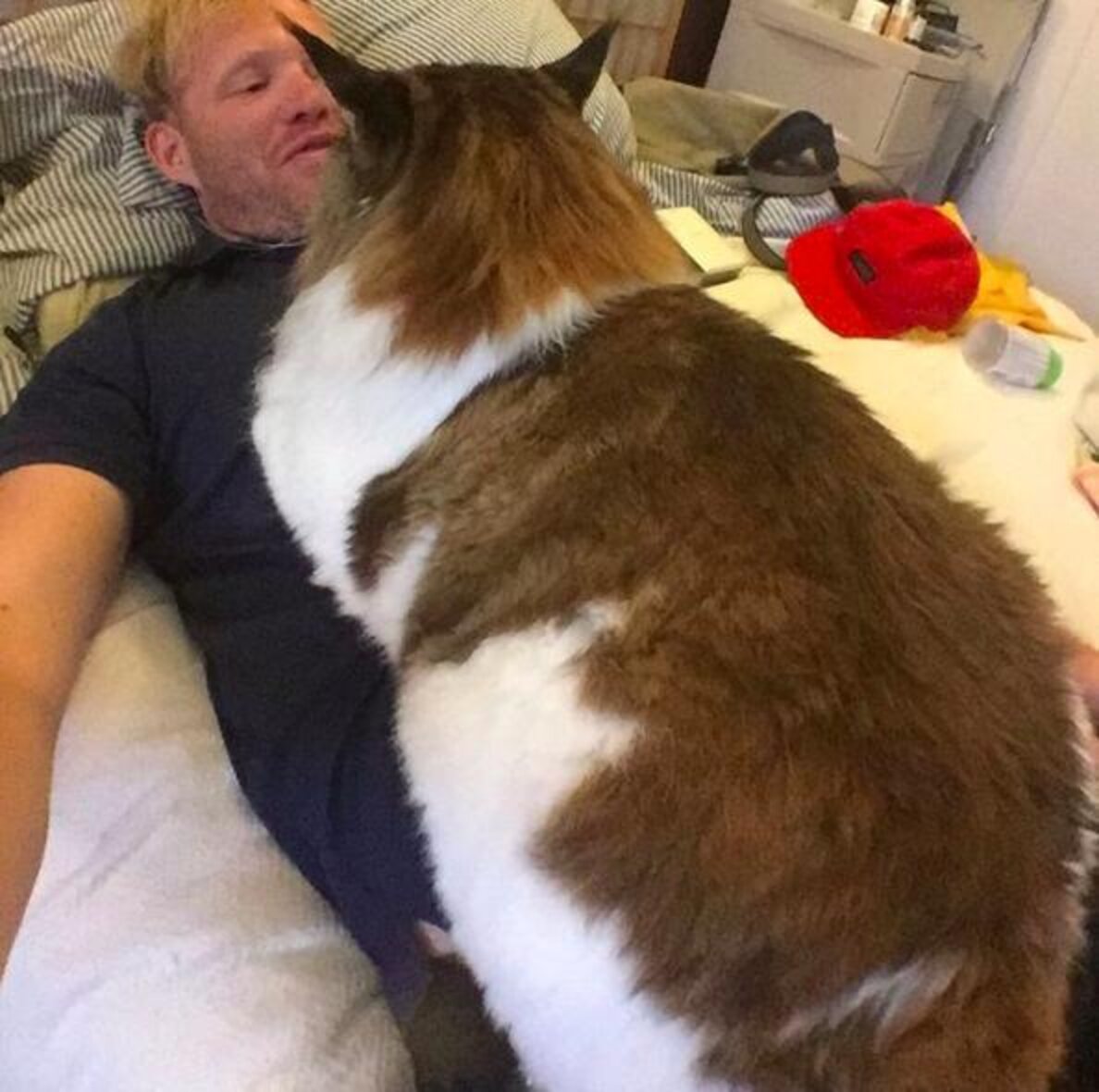 This Is The Largest Cat In New York City - The Dodo