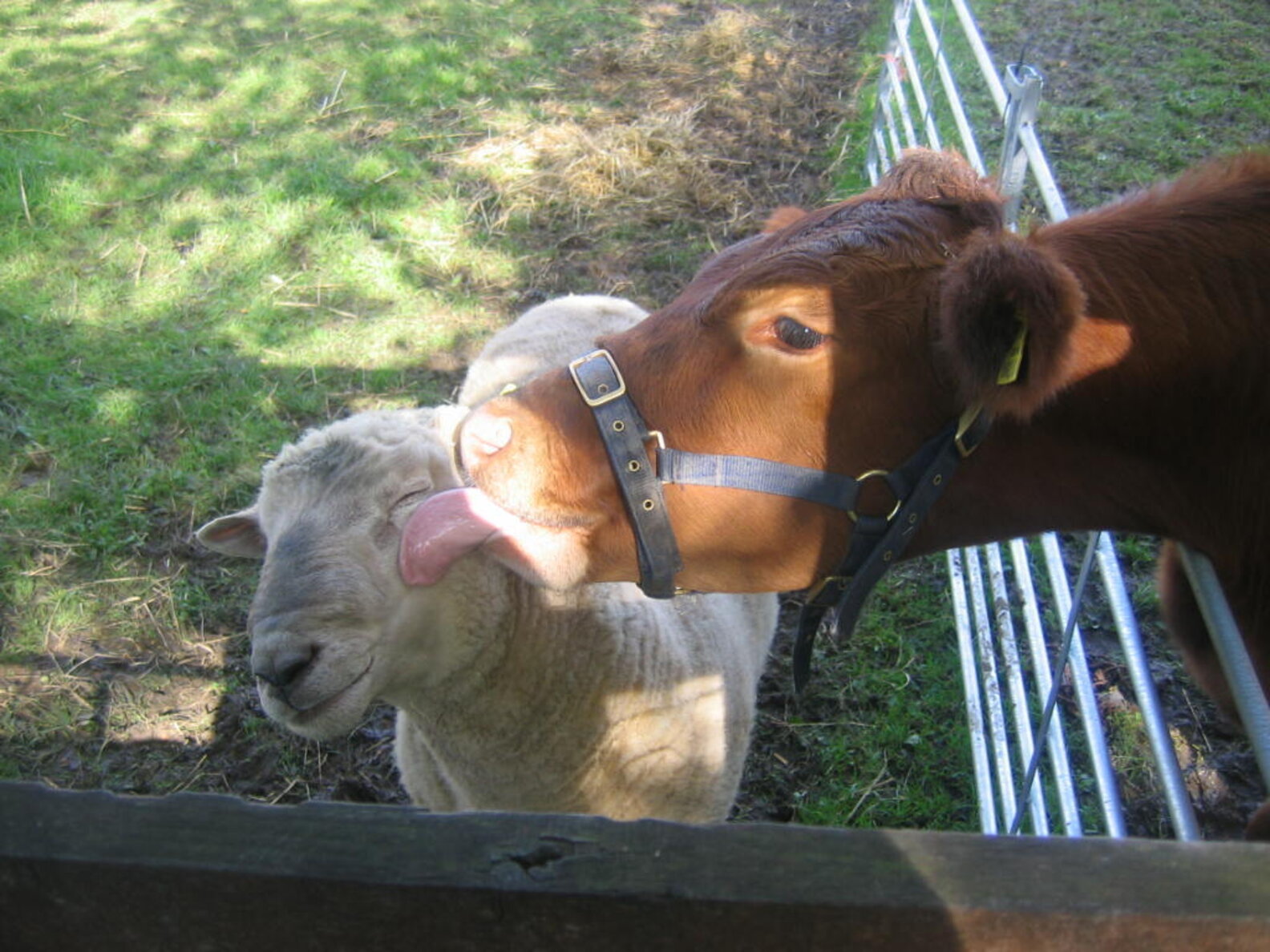 15 Sheep You Can't Believe Even Exist - The Dodo