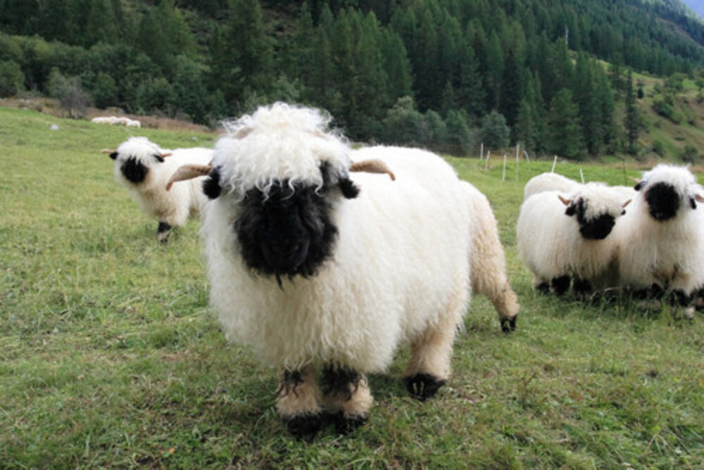 15 Sheep You Can't Believe Even Exist - The Dodo