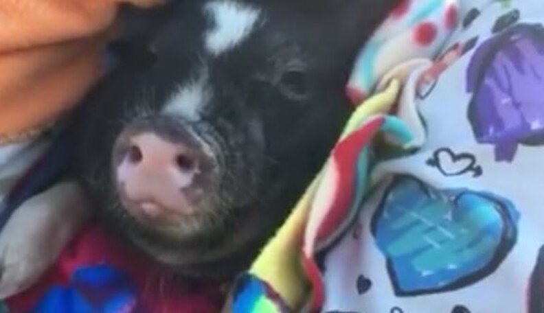 Stray Pig Melts When He's Wrapped In Love - The Dodo