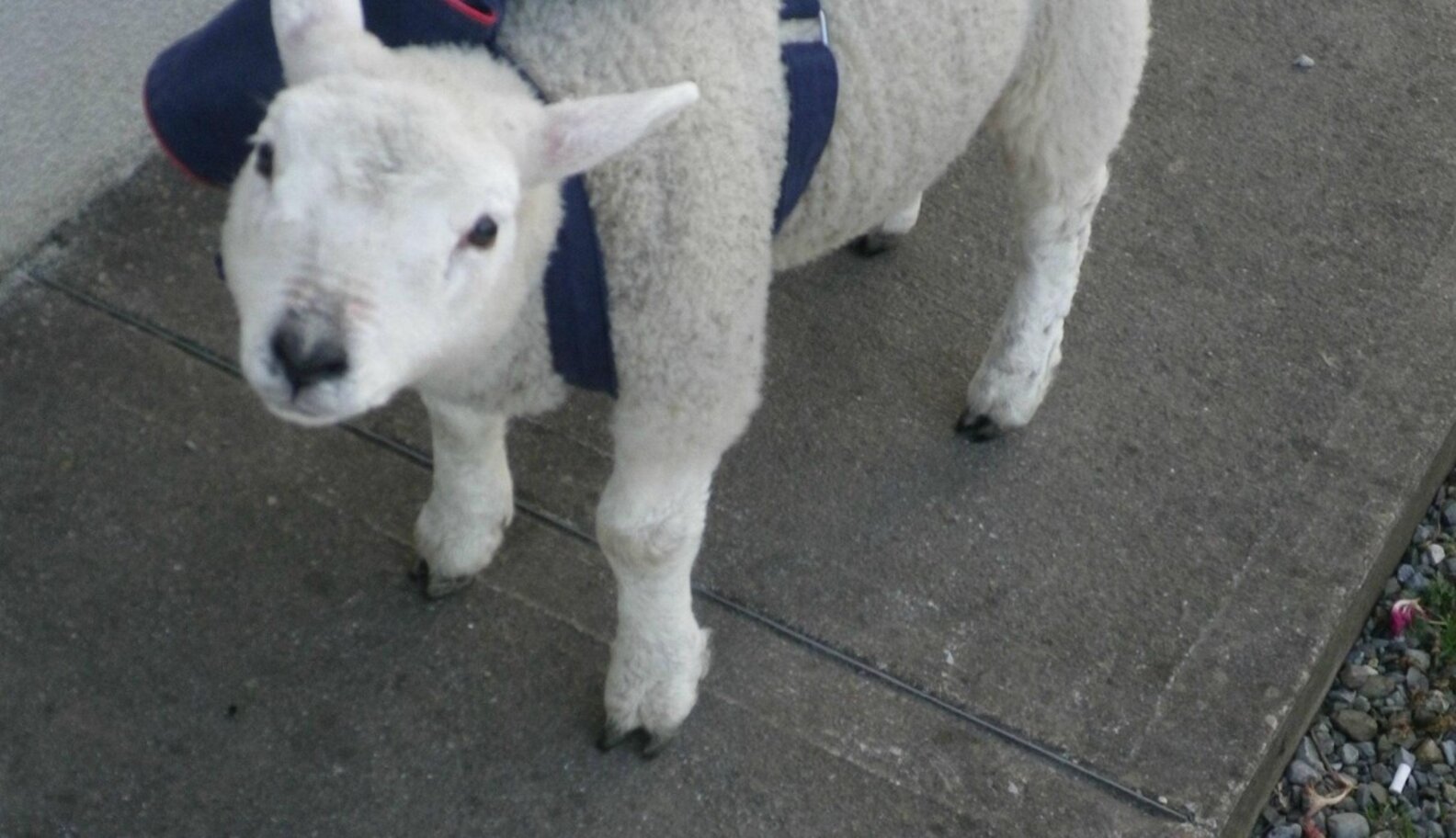 15 Sheep You Can't Believe Even Exist - The Dodo
