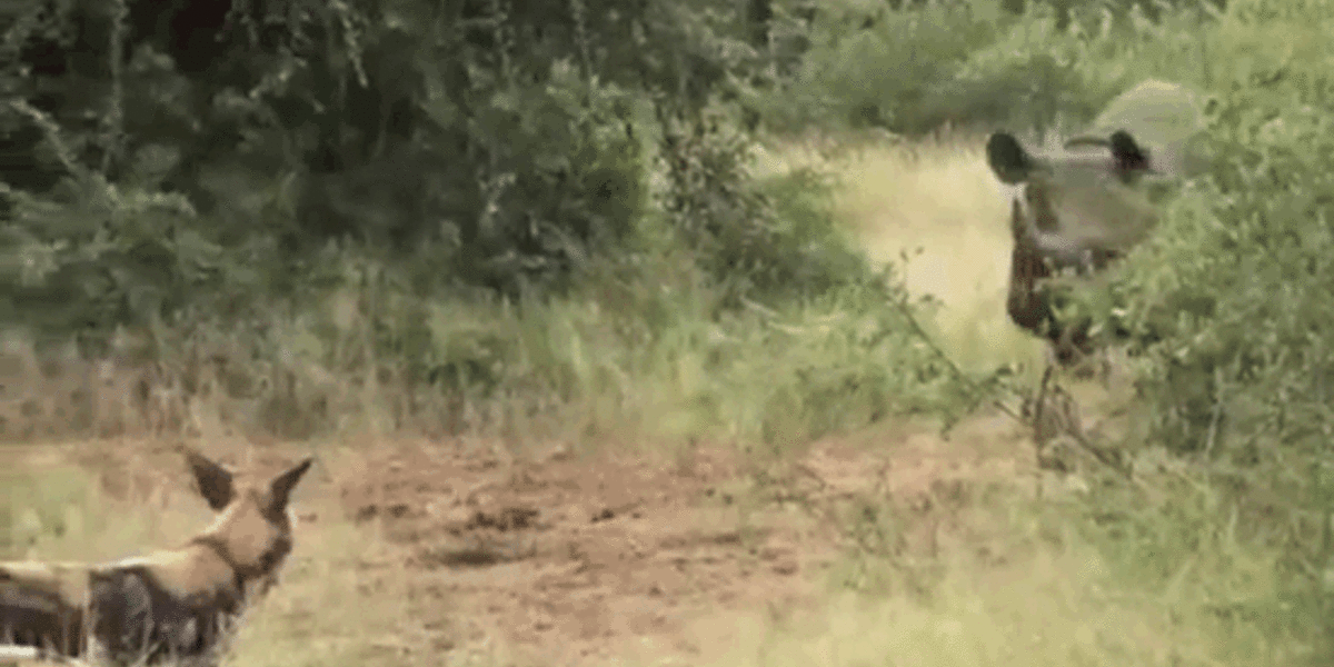 Rhino Protects Her Precious Pond From Pesky Wild Dogs - The Dodo