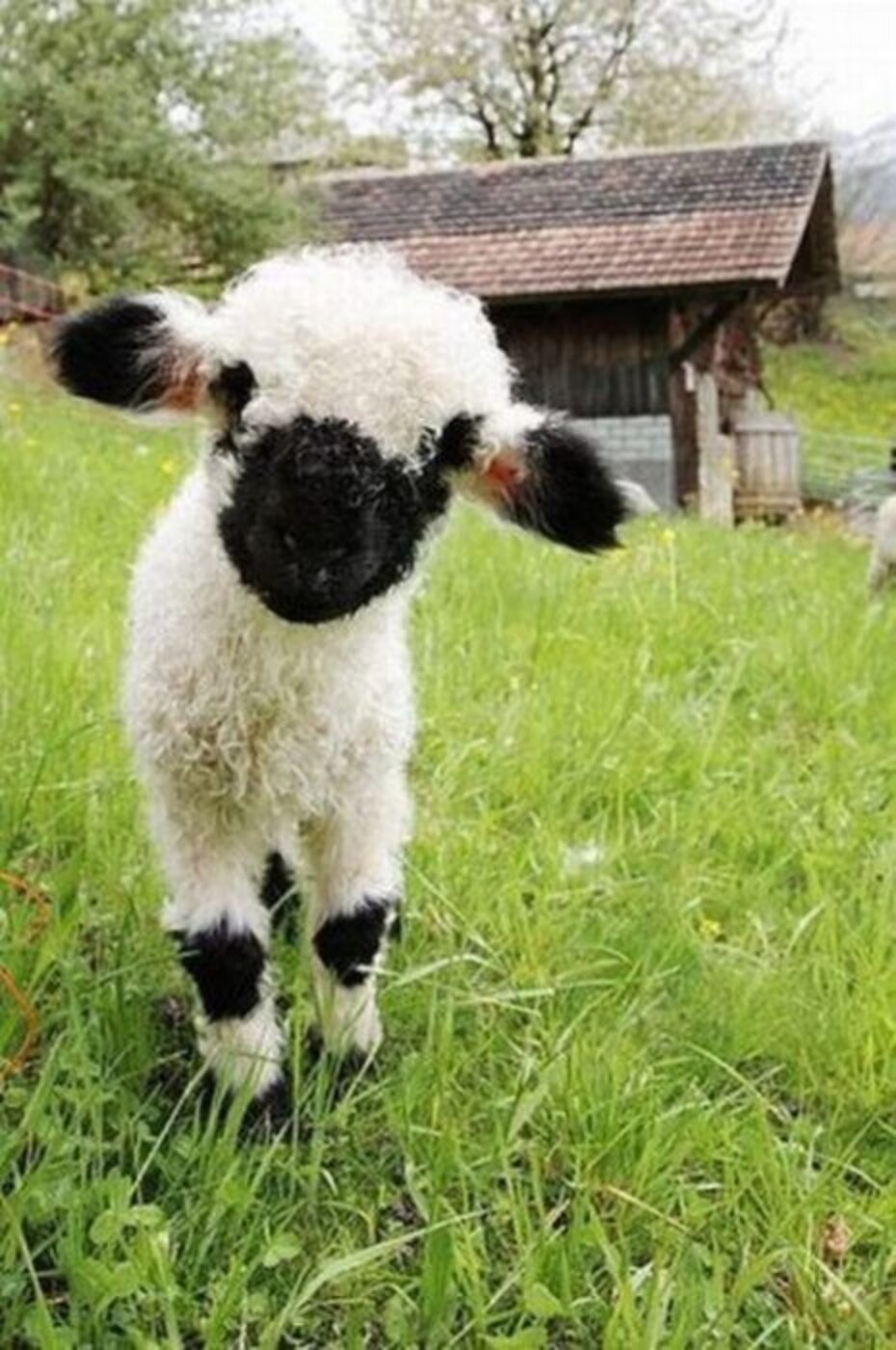 15 Sheep You Can't Believe Even Exist - The Dodo