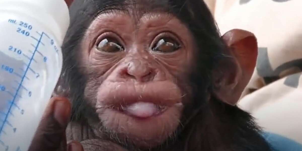Baby Chimp Drinks From His Bottle And Gets Stronger Every Day - The Dodo