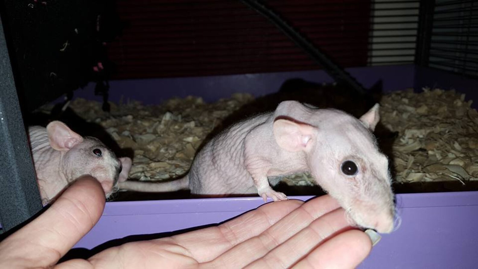 2 Dumped Hairless Rats Picked Up By Indiana Cops Need A Home - The Dodo