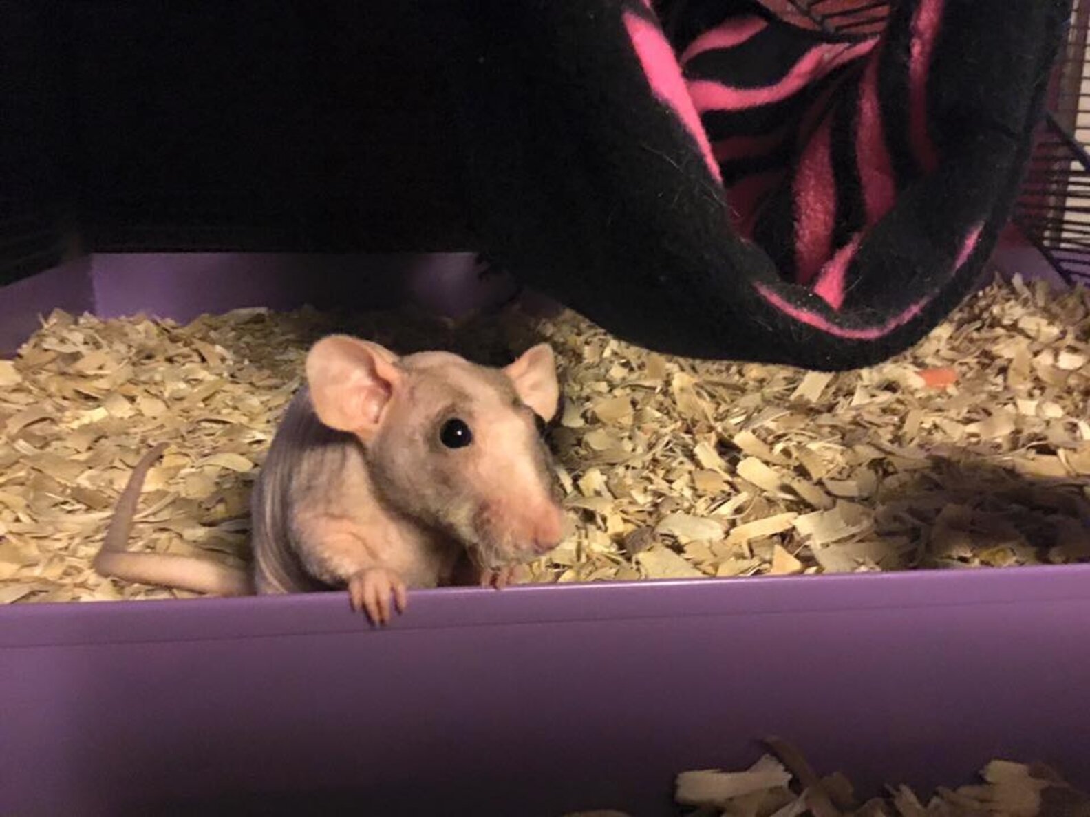 2 Dumped Hairless Rats Picked Up By Indiana Cops Need A Home - The Dodo