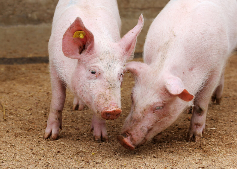 Pigs Tied To Table, Shot With Handguns In Appalling Experiment - The Dodo