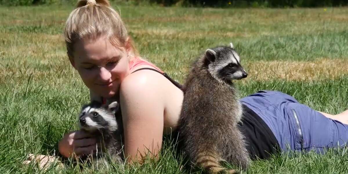 Orphaned Raccoons Love Chasing Their Rescuer Video - The Dodo