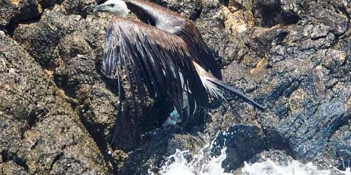 Stranded, Weak Birds Get A Second Chance Thanks To Fearless Rescuers ...