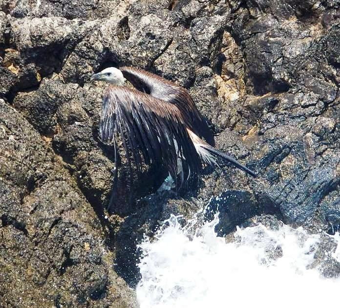 Stranded, Weak Birds Get A Second Chance Thanks To Fearless Rescuers ...