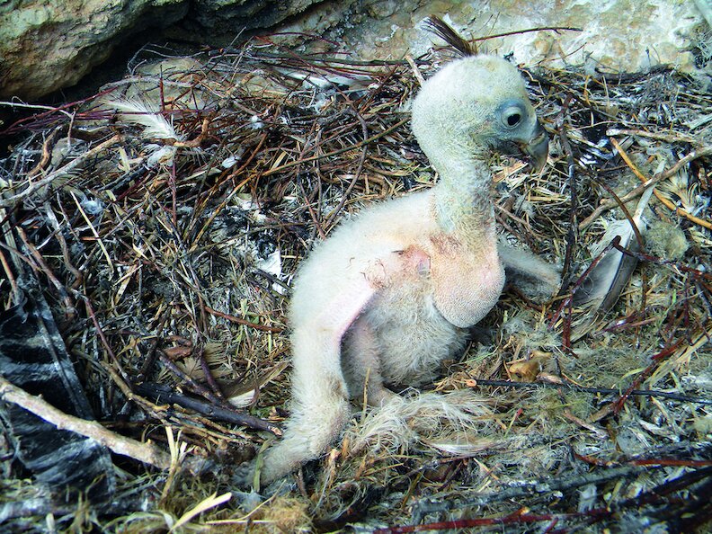 Stranded, Weak Birds Get A Second Chance Thanks To Fearless Rescuers ...