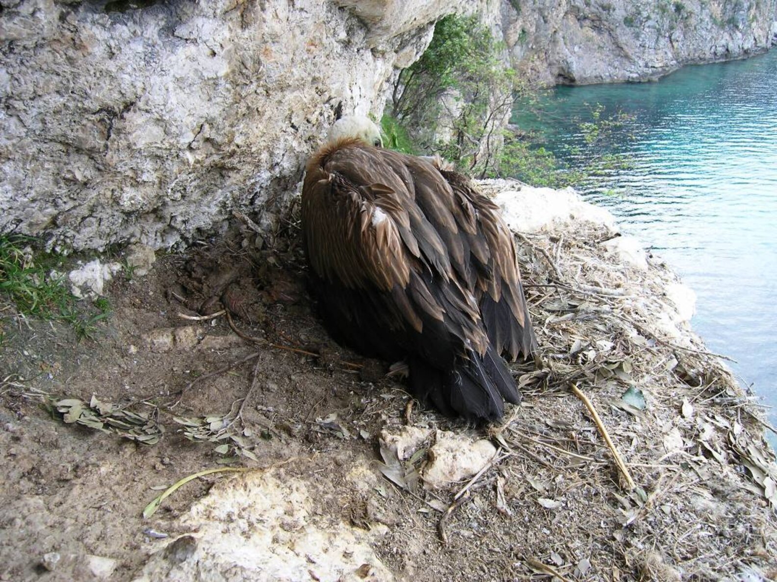 Stranded, Weak Birds Get A Second Chance Thanks To Fearless Rescuers ...