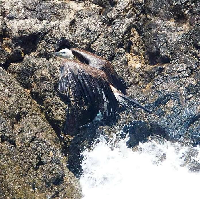 Stranded, Weak Birds Get A Second Chance Thanks To Fearless Rescuers ...