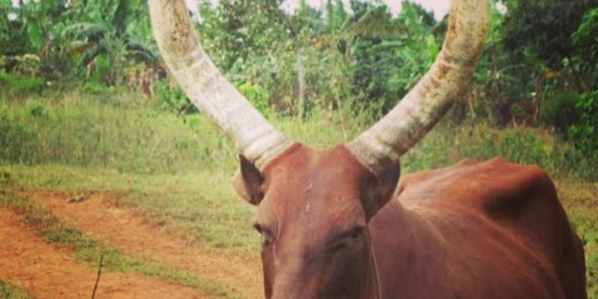 [Untitled] - The Dodo