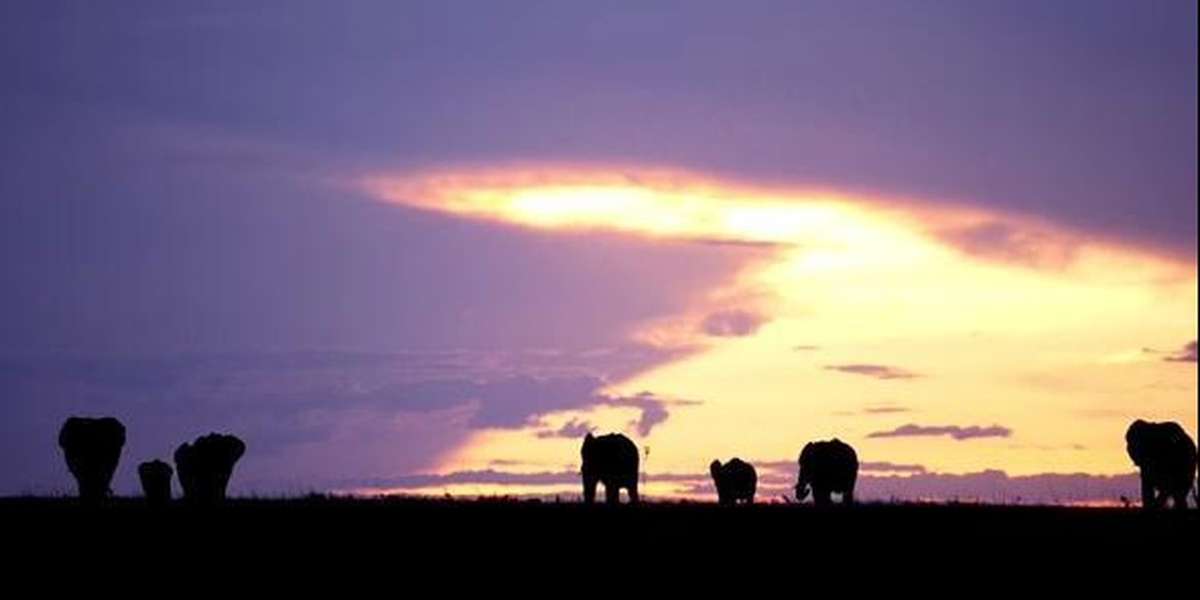 Rhino Poaching Grinds To A Halt Under Drones' Watch - The Dodo