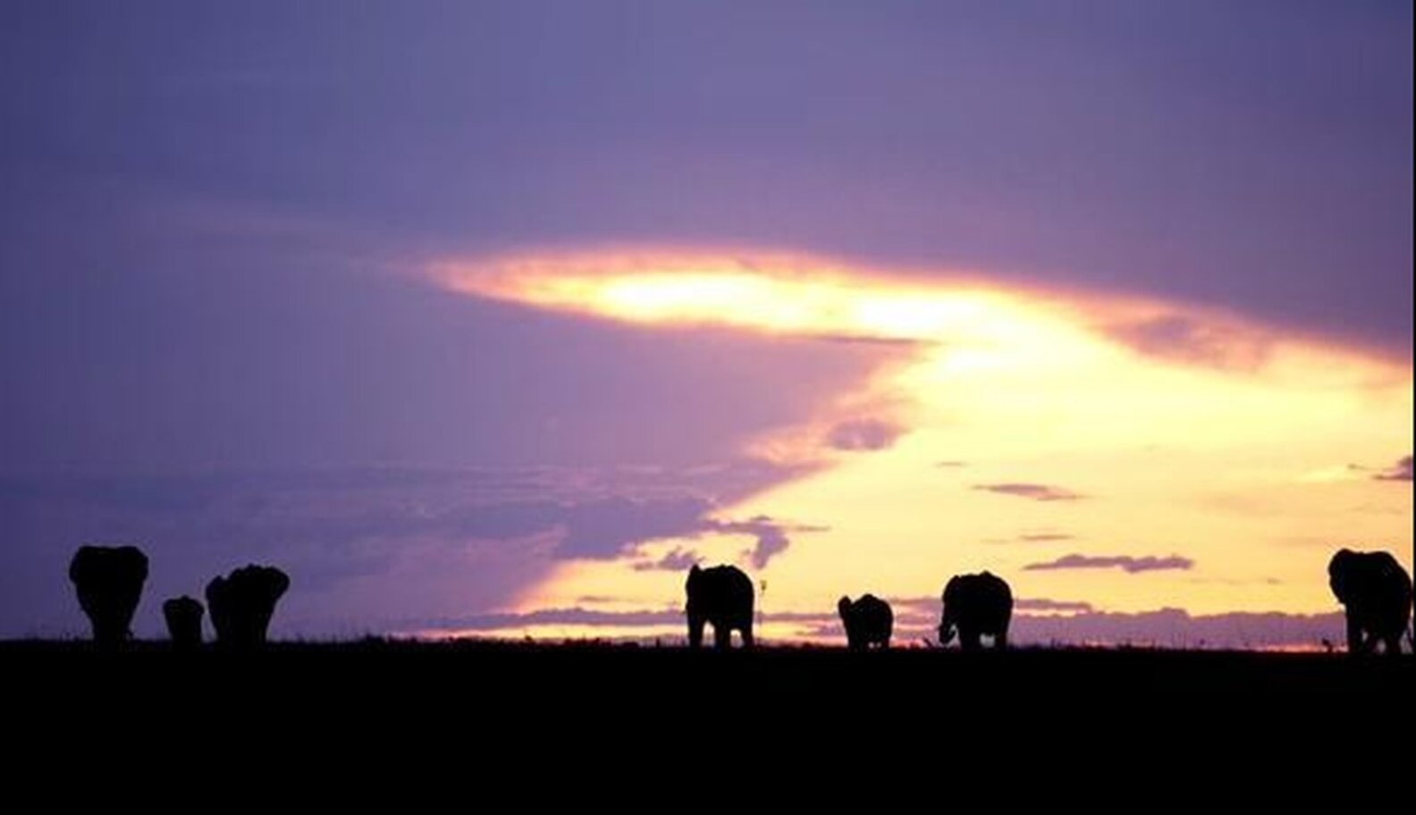 Rhino Poaching Grinds To A Halt Under Drones' Watch - The Dodo