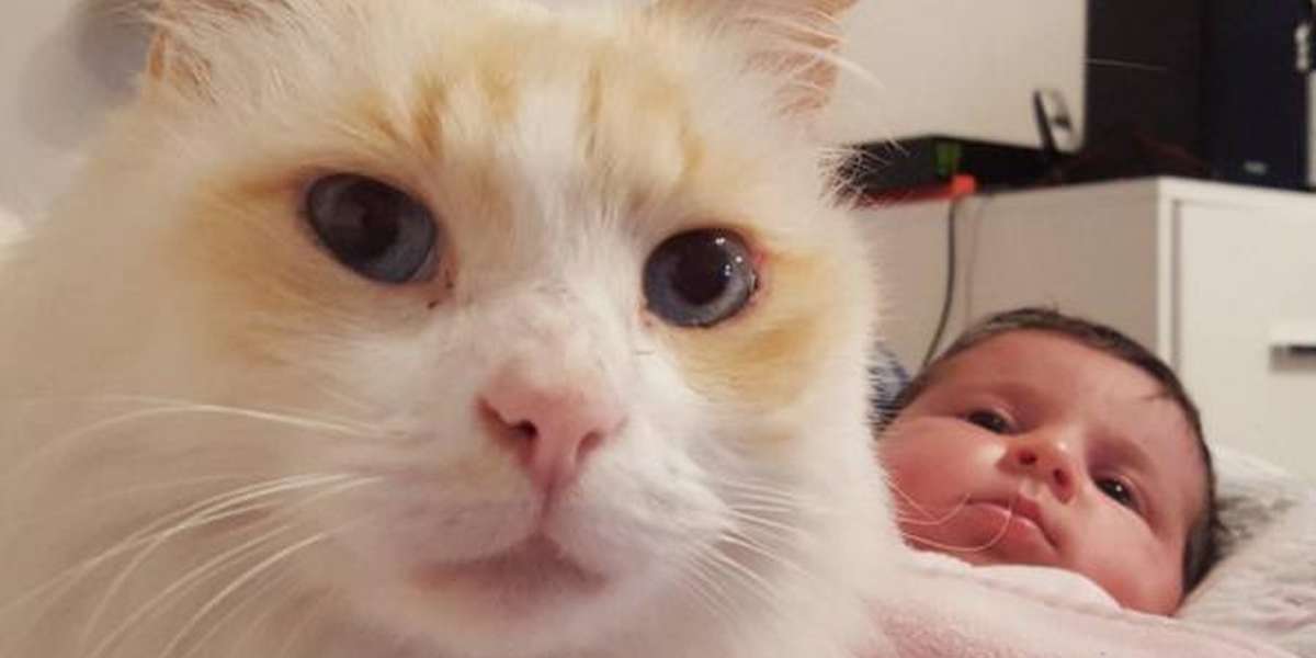 Cat Loves To Watch Over Baby ... Very, Very Closely - The Dodo
