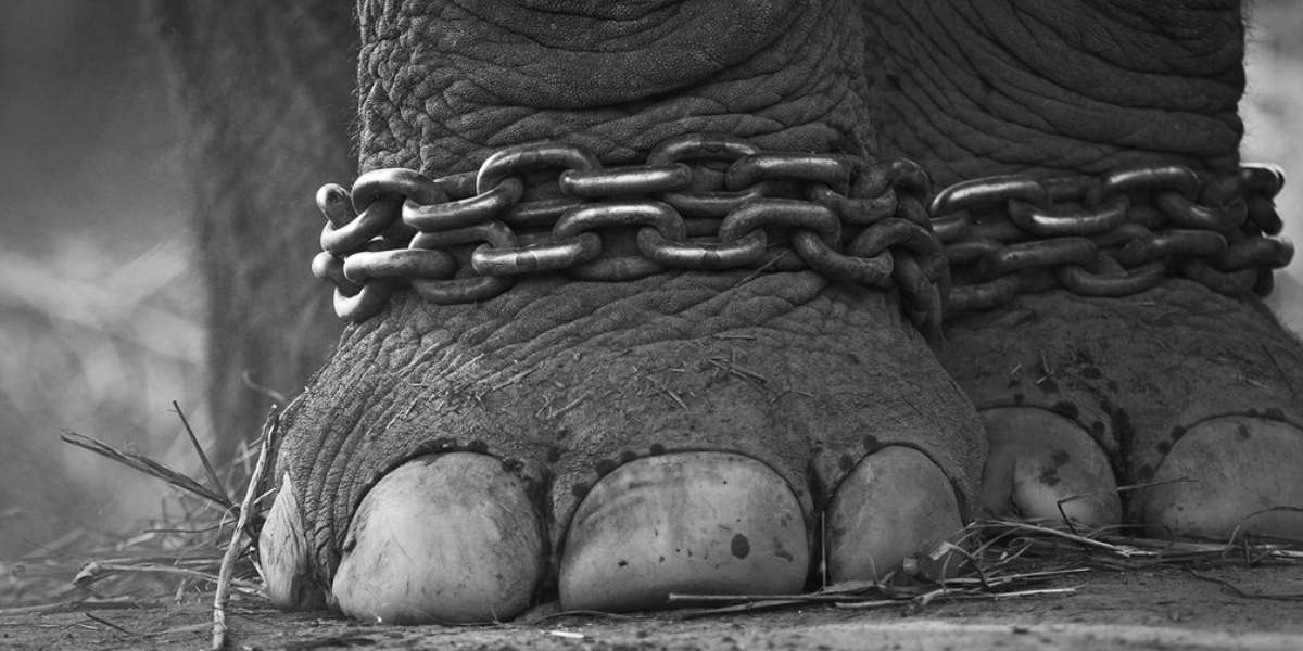 Gods in Shackles, A Documentary - The Dodo