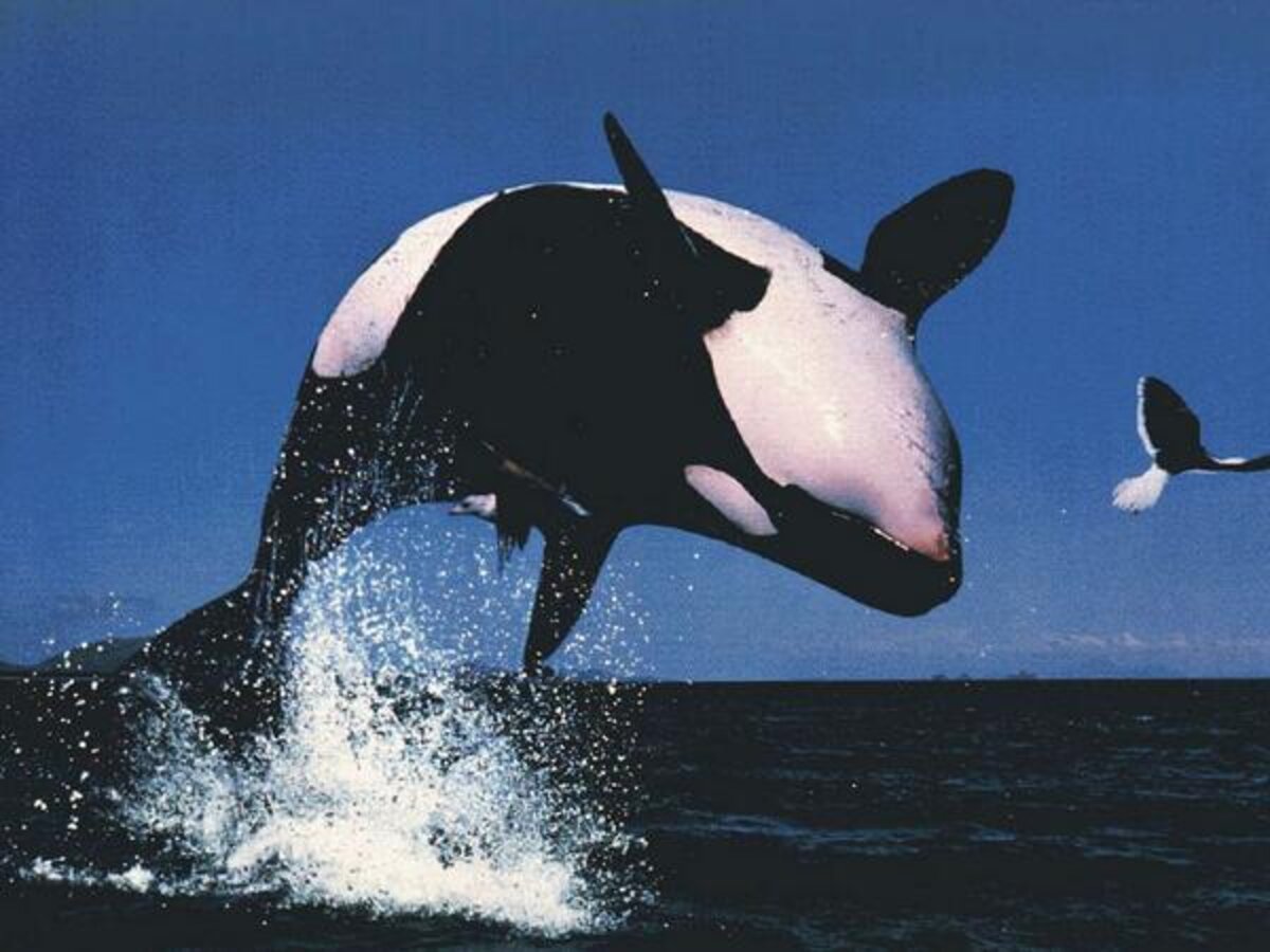 Abusement parks will never recreate natures real cetacean show in the ...
