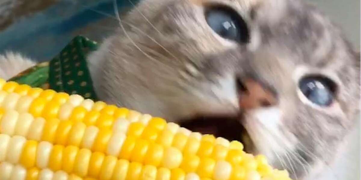 This Cat Can't Get Enough Of His Favorite Food - The Dodo