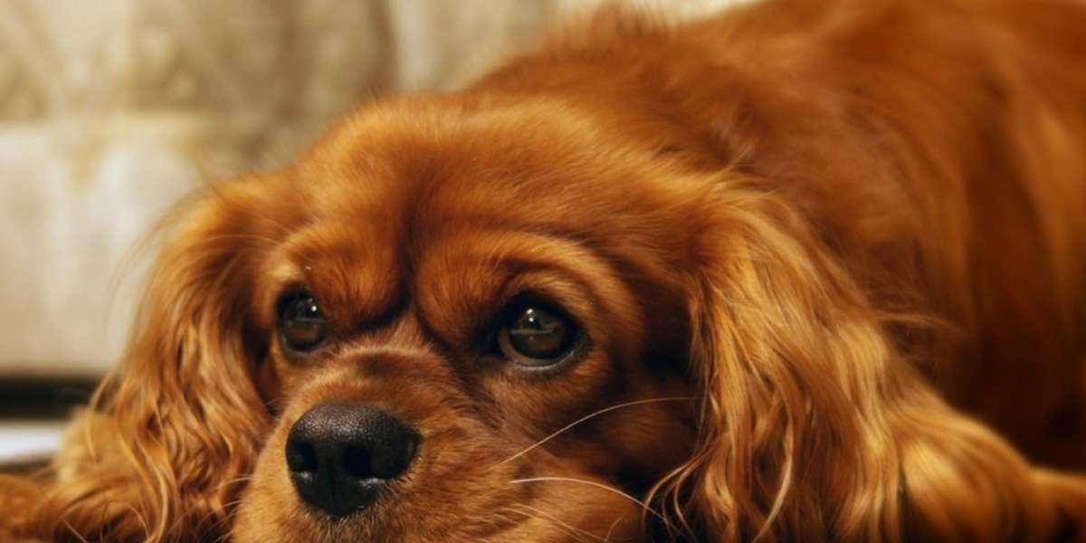 How Anxious Dogs And Disturbed Donkeys Help Us Understand Ourselves ...