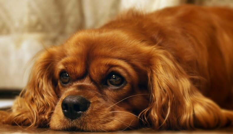 How Anxious Dogs And Disturbed Donkeys Help Us Understand Ourselves ...