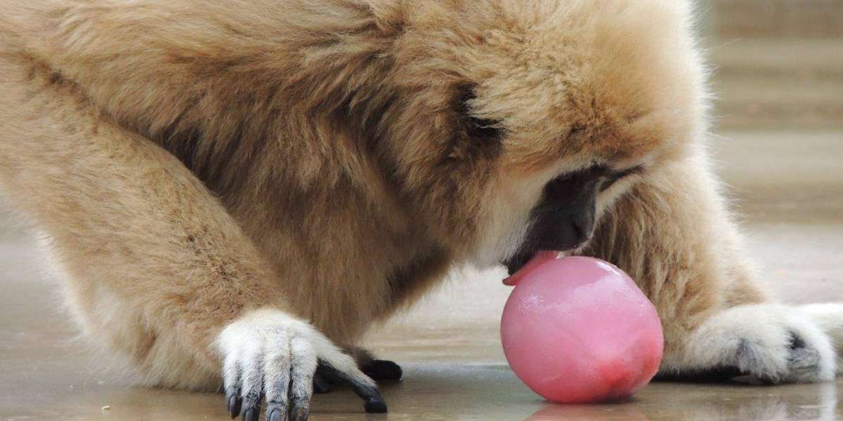 Ape Saved From Zoo Celebrates His Birthday — Sort Of - The Dodo