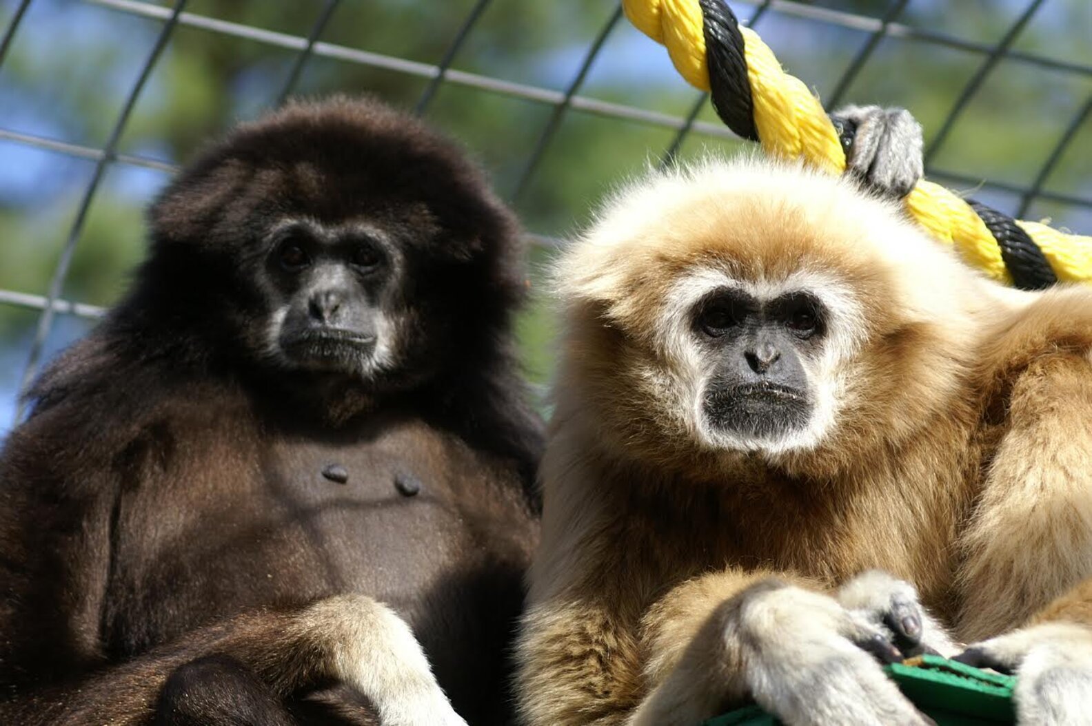 Ape Saved From Zoo Celebrates His Birthday — Sort Of - The Dodo