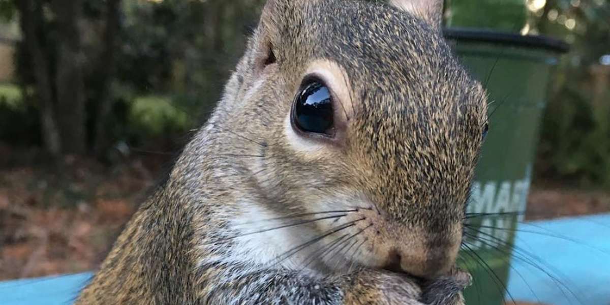 Squirrel Grows Up Big And Strong So She Can Go Home - The Dodo